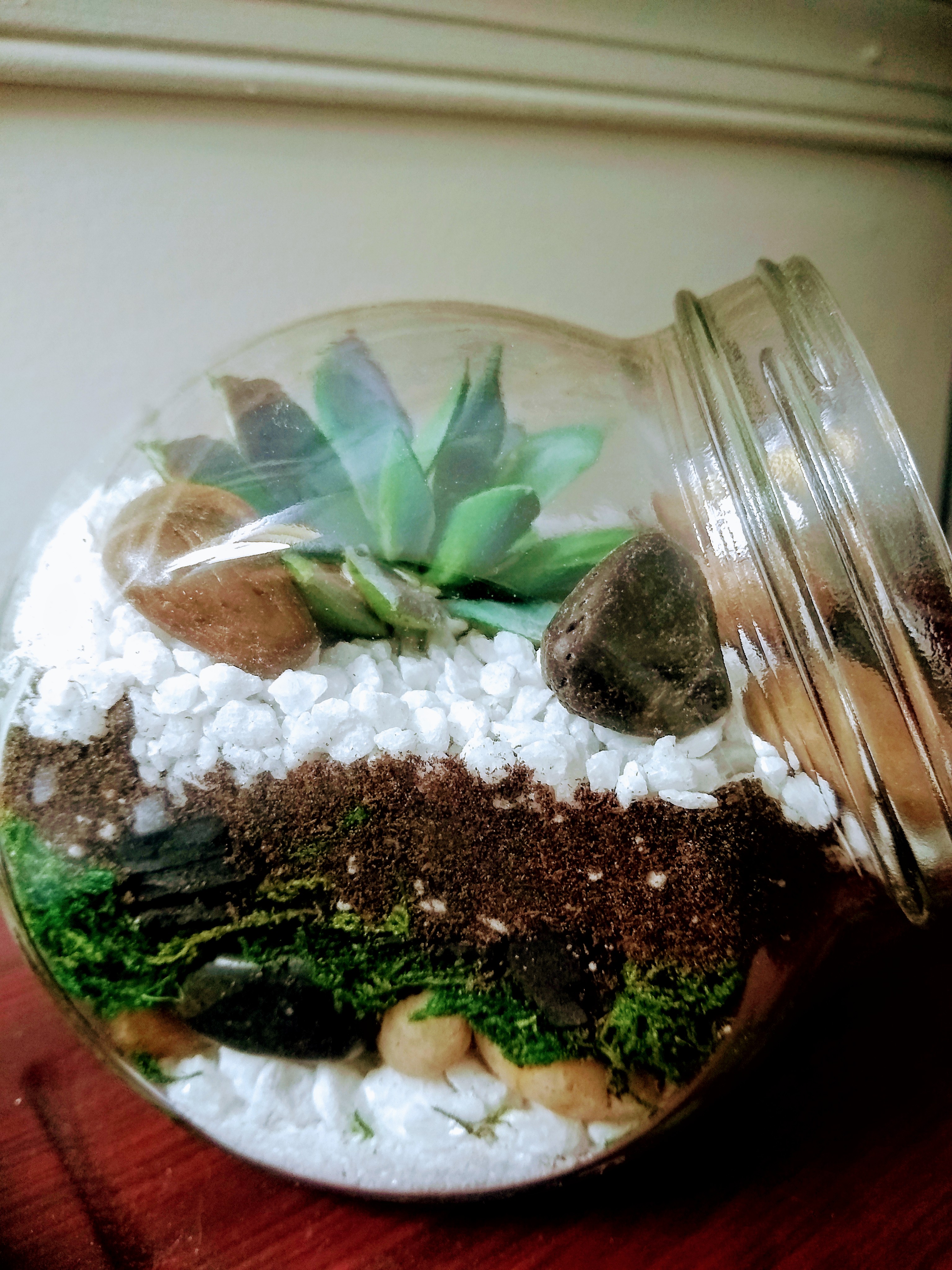 terrarium | Phoenixville Public Library