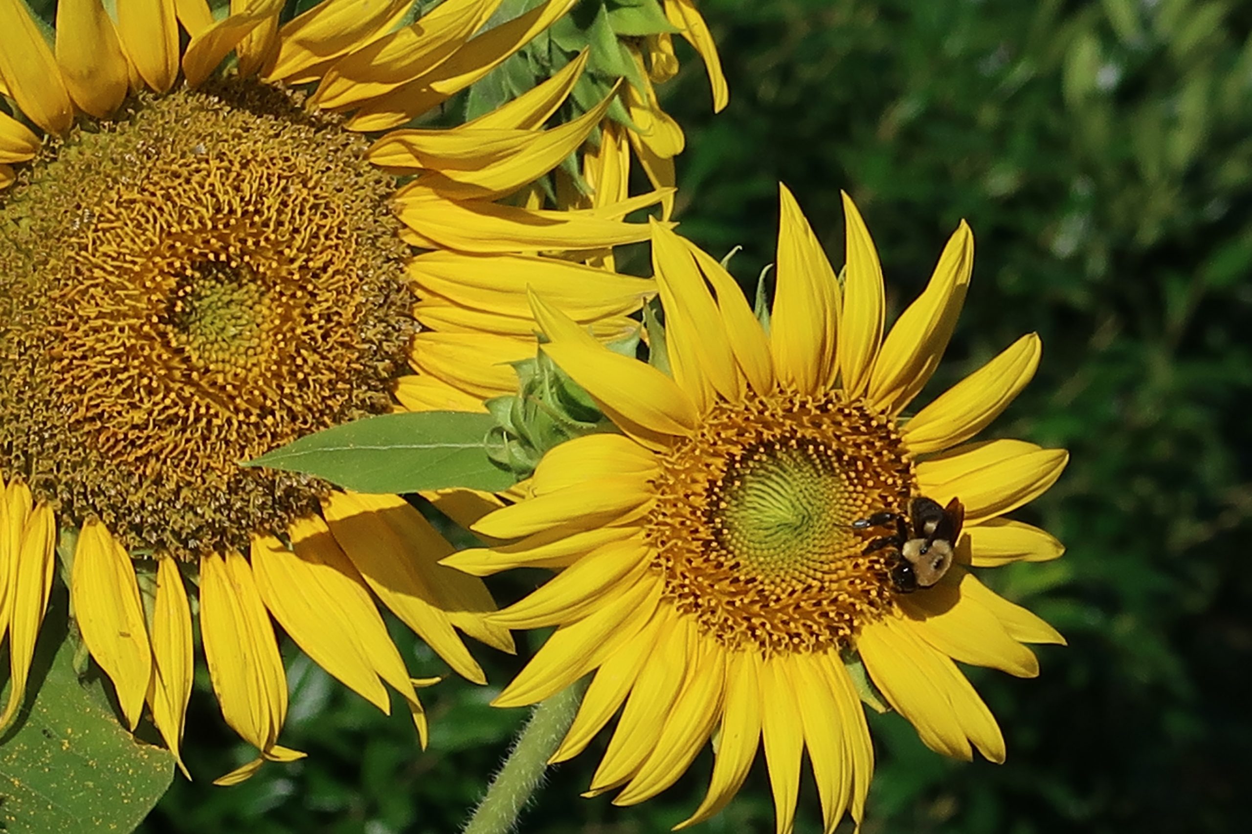 Sunflowers, July 12, 2020 | Phoenixville Public Library